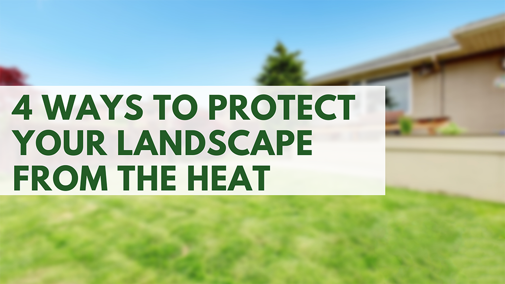 Krob Landscape Blog | 4 Ways to Protect Your Landscape From the H
